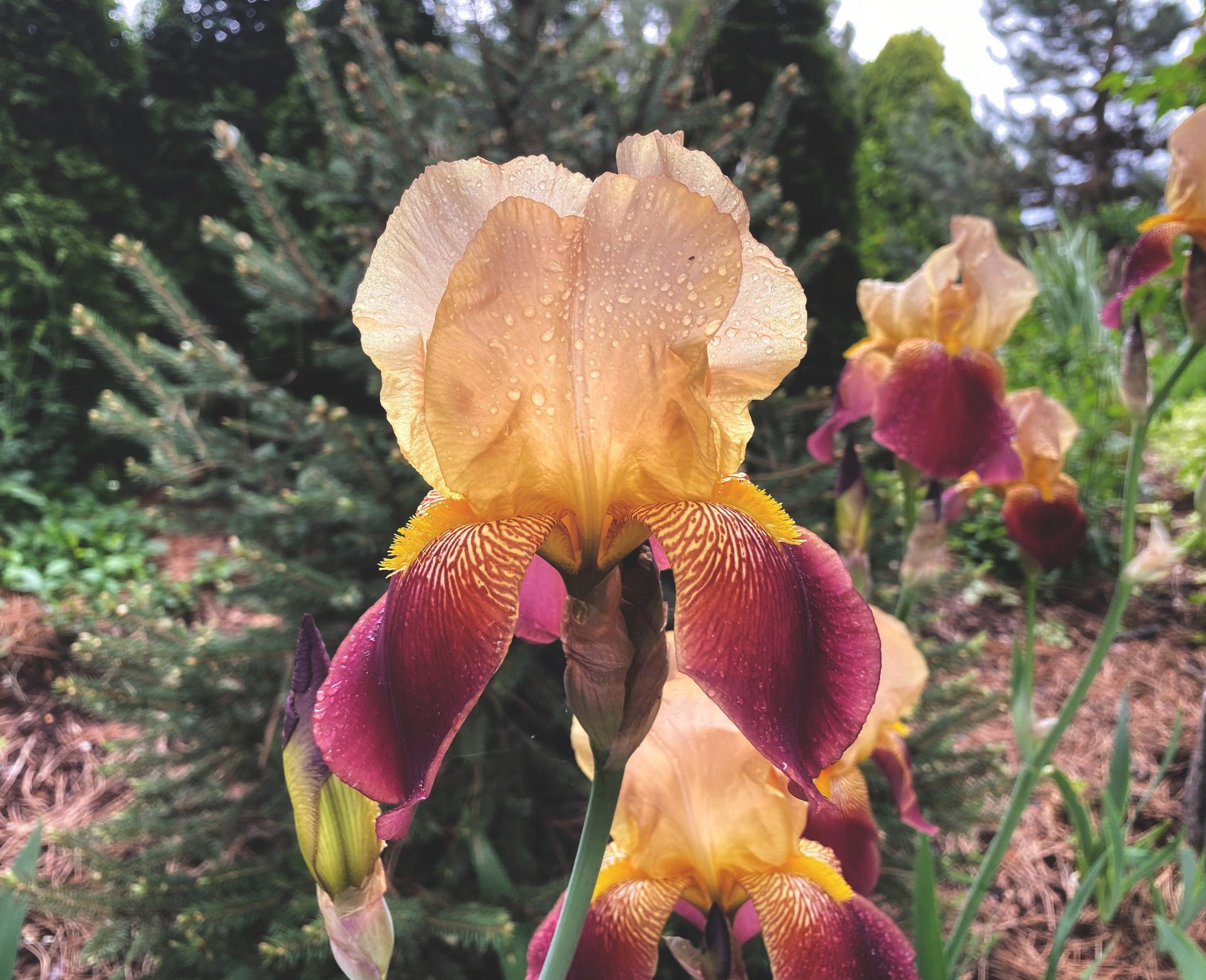 Celebrate Irises| Jill Giese & Assoc KW Realty Boise - Keller Williams ...