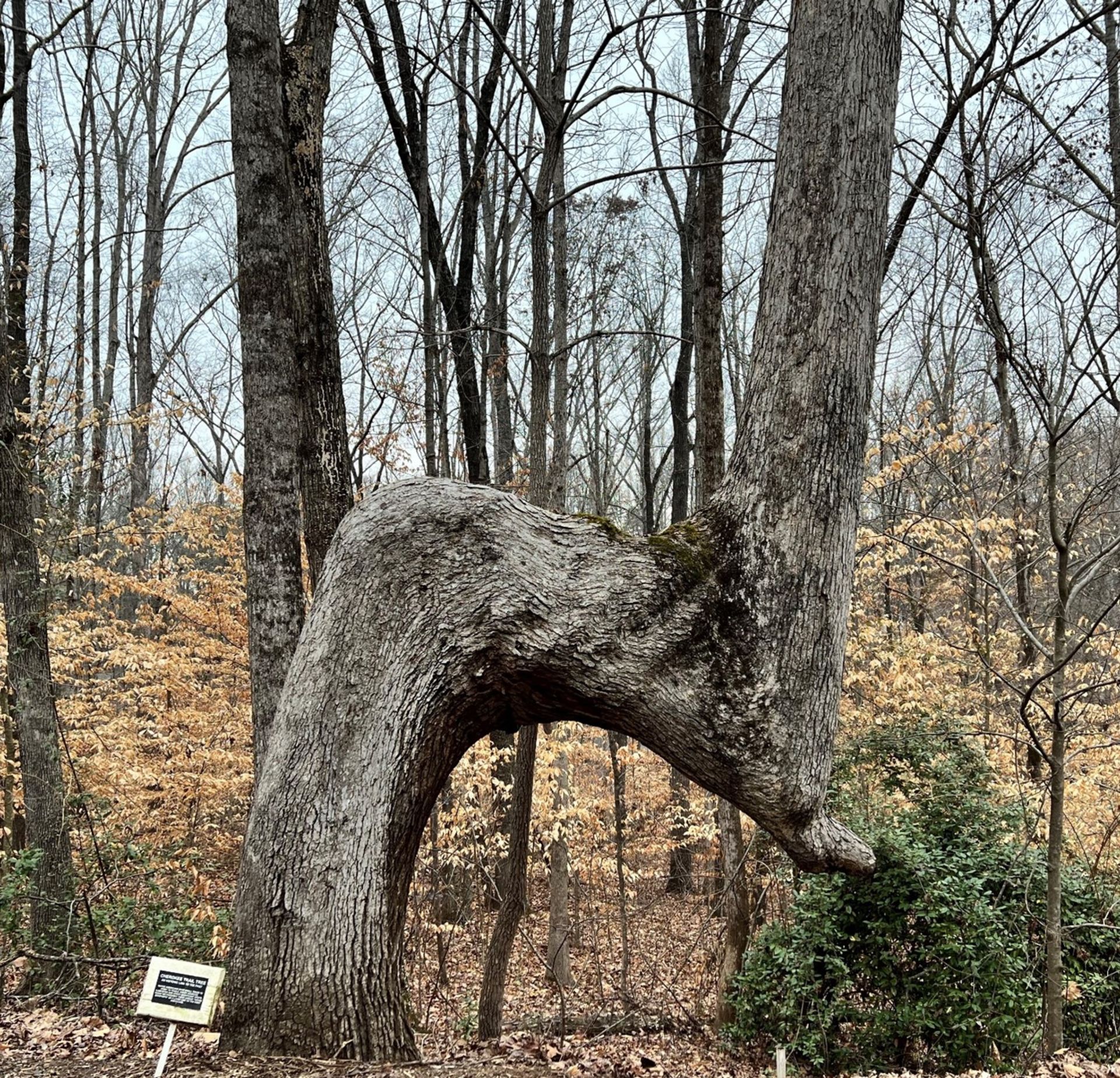 Have you seen one of the bent trees?