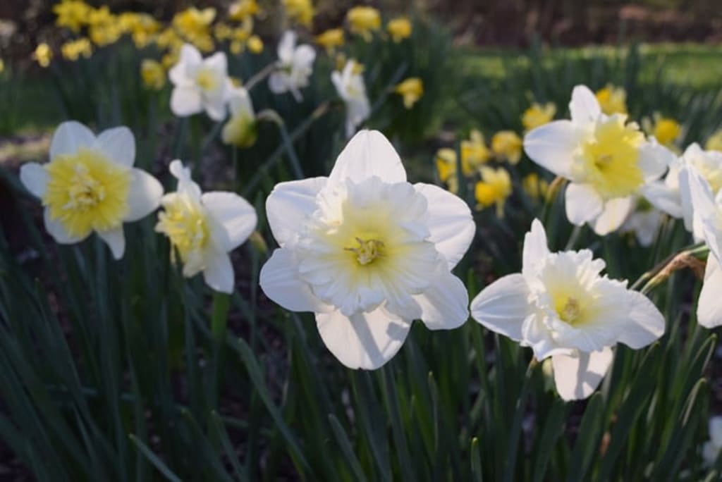 Patsy Hall Realty Inc